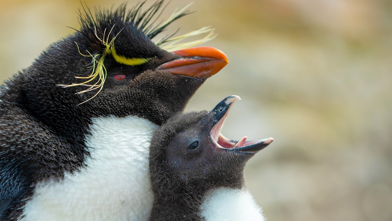 A Million Penguins | RichBeckman.com