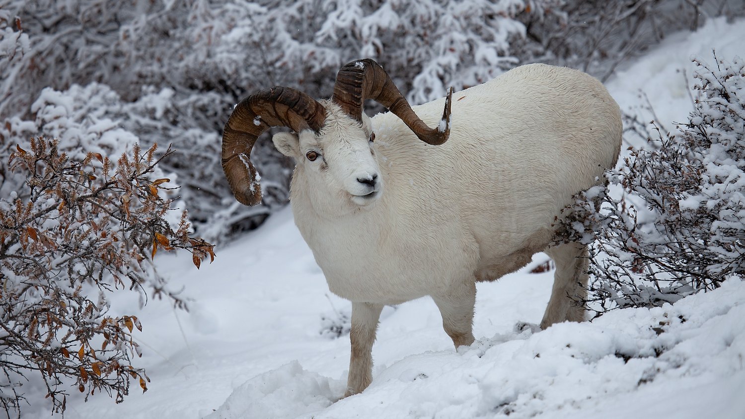 The 49th State | RichBeckman.com